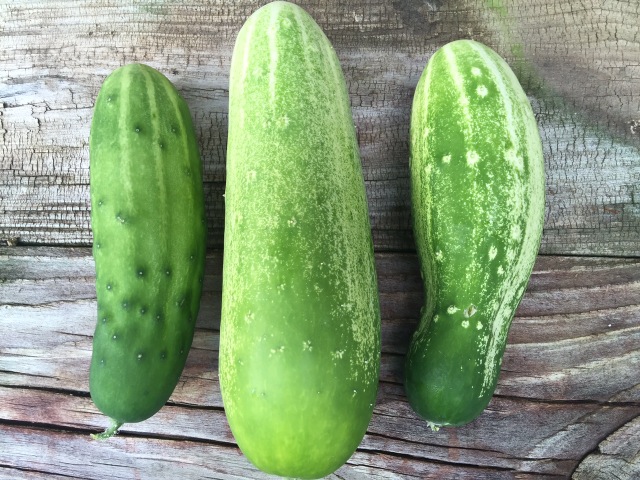 Spatula Diaries: Five fast and easy uses for summer cucumbers