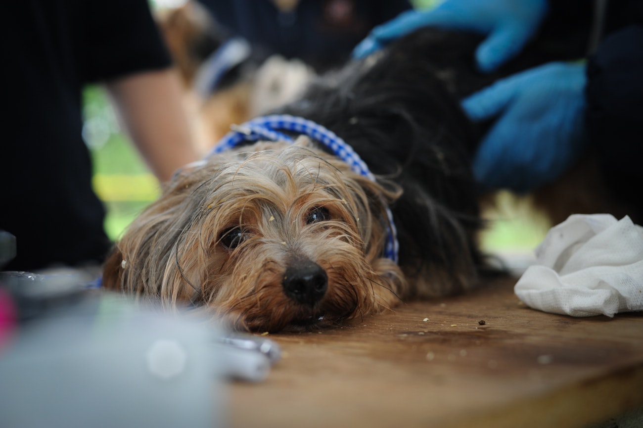 Unleashed Louisiana s Dog Breeding Regulations Strengthened 225 Unleashed Louisiana s Dog Breeding Regulations Strengthened 225