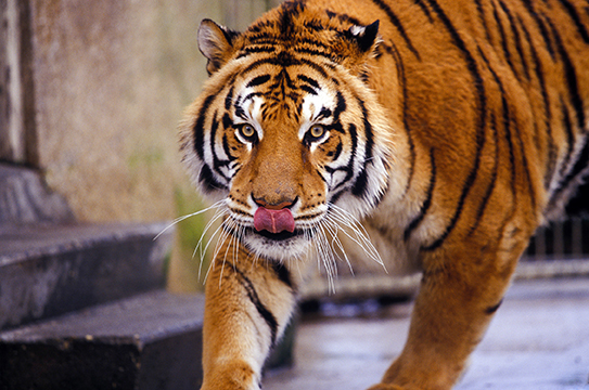 Mike the Tigers of the past and present - [225]