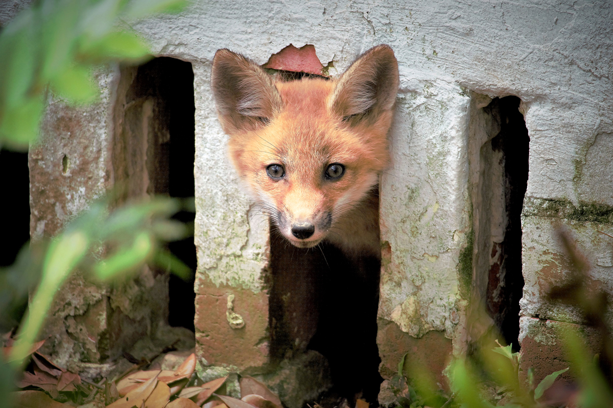 Finding Fantastic Mr. Fox in Baton Rouge - [225]