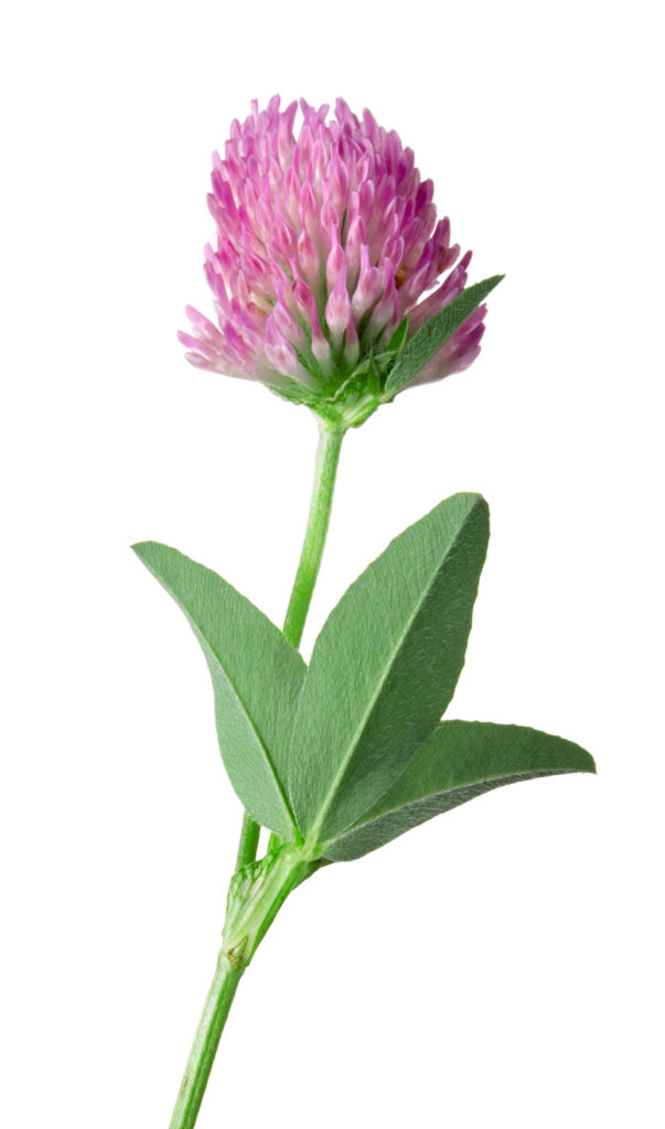 On the hunt for wild edible plants right in Baton Rouge