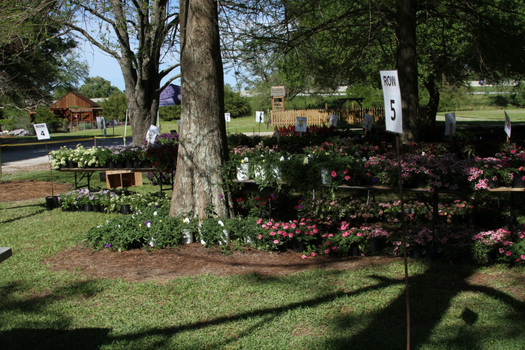 Shop 175 plant species at the East Baton Rouge Master Gardener Plant ...