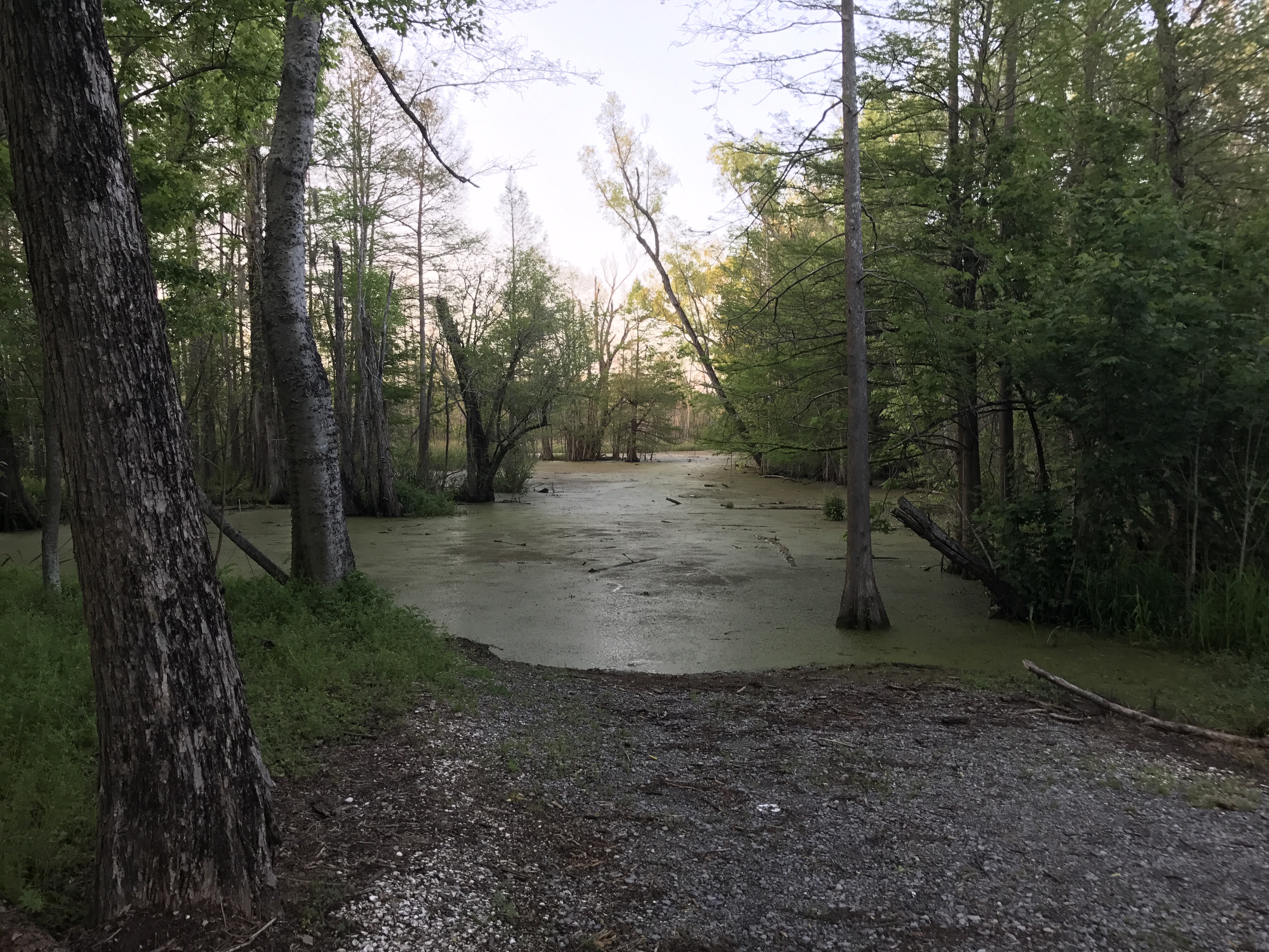 Explore nature at BREC’s Flashlight Night at the Swamp Aug. 10