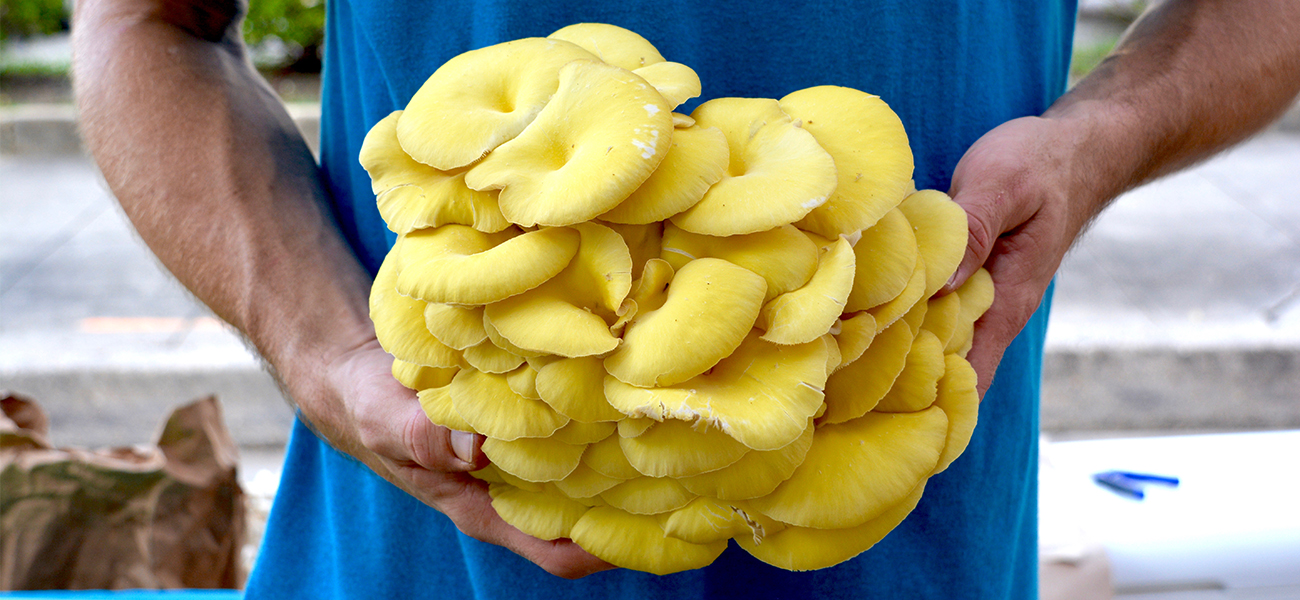 Local fungi farm brings wide variety of edible shrooms to chefs and ...