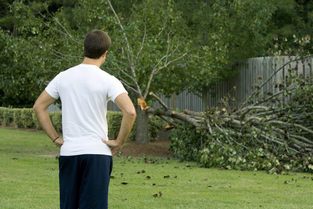 [Sponsored] Weathering the Storm—5 tips to help your trees survive ...