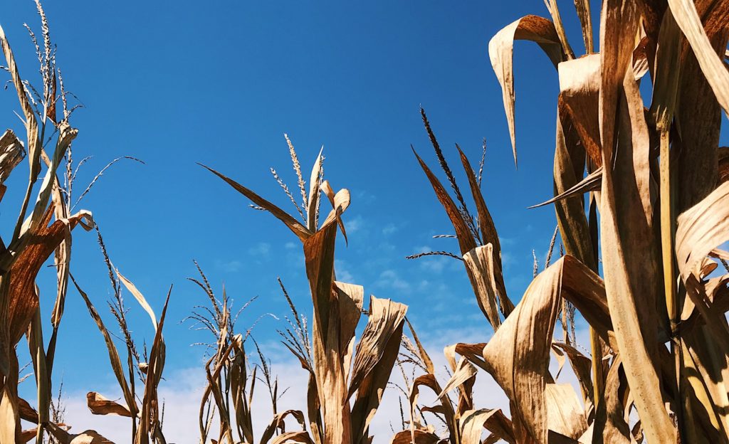 Capital Region fall festival lineup