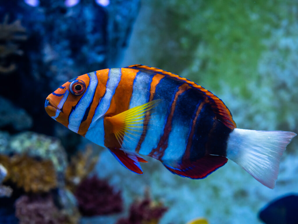 All the details on the new Blue Zoo aquarium, opening April 1 at the ...