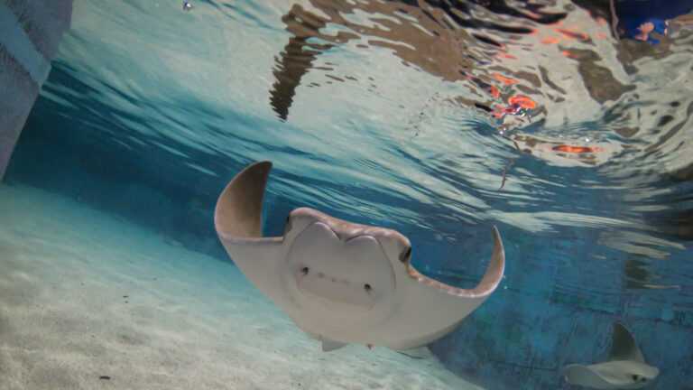 All the details on the new Blue Zoo aquarium, opening April 1 at the ...