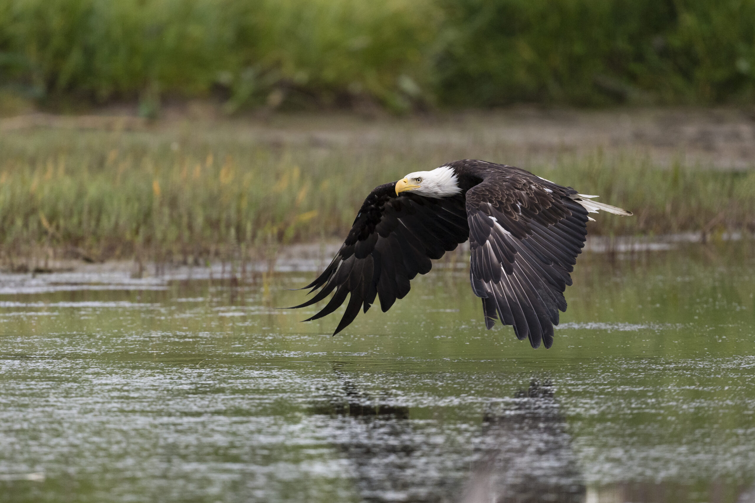 See an eagle at the17th Annual Eagle Expo, sponsored by Cajun Coast ...