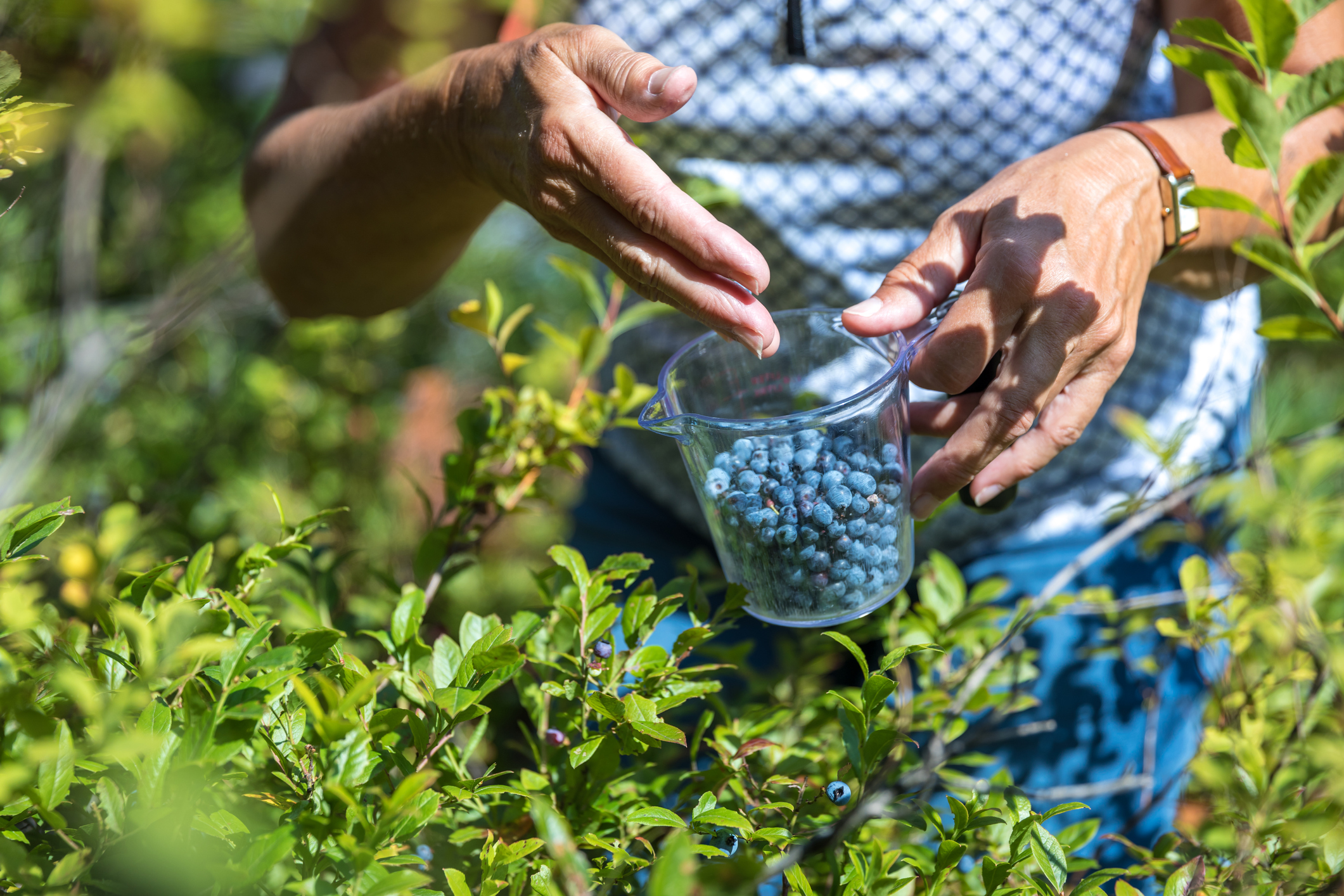 Weekend day trip idea: Adventure to a blueberry U-pick farm before the ...
