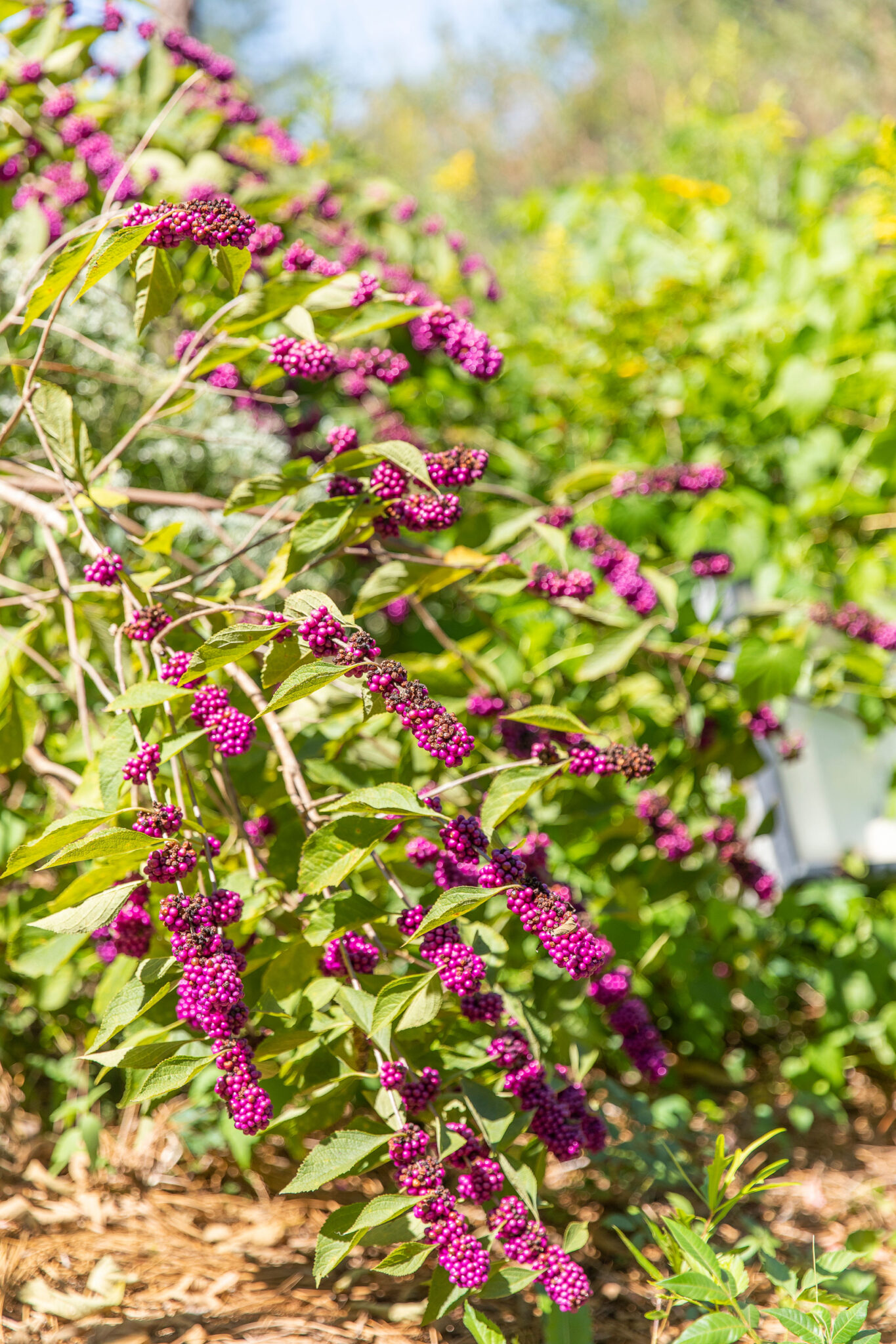 Local landscaping business turns to native plants in response to the ...