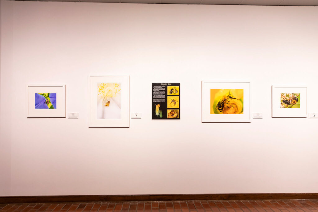 A window into the world of wild bees is on display now at the Louisiana ...