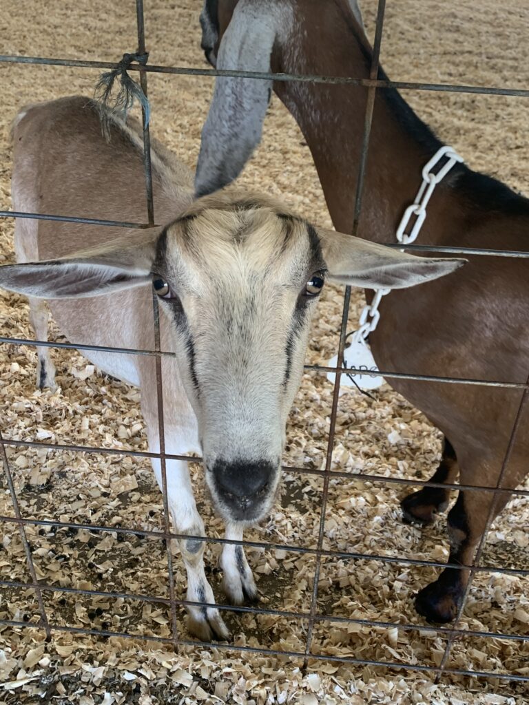 ‘Endangered’ Louisiana food Creole cream cheese is now available from ...