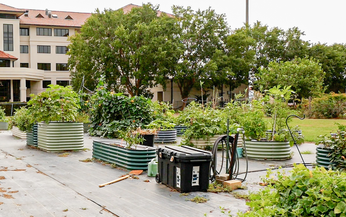 LSU’s hidden on-campus community garden is growing