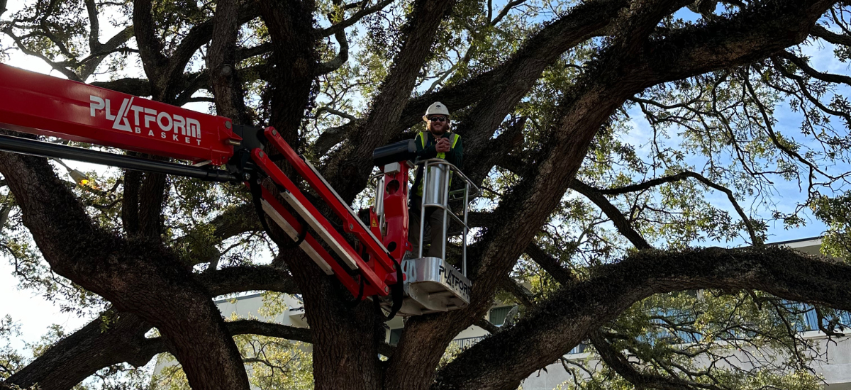 Enhancing urban life: The importance of urban tree canopies and ...