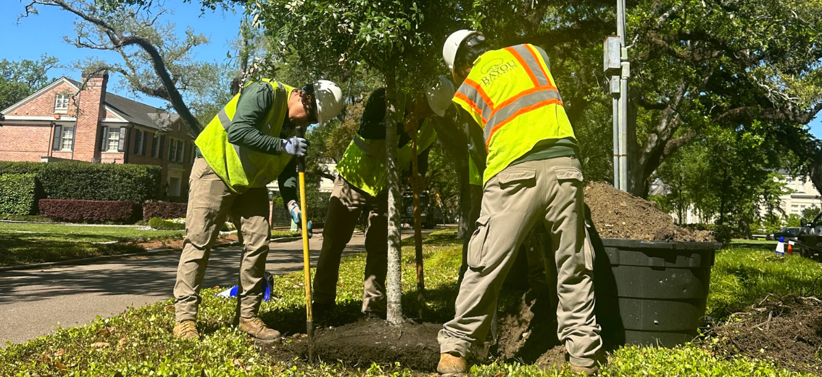 Choosing the perfect trees for a thriving Baton Rouge yard, sponsored ...