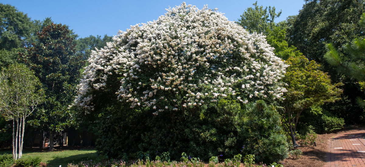 Unlock a colorful landscape with expert crepe myrtle care, sponsored by ...