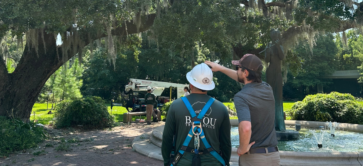 Preservation for the next generation, sponsored by Bayou Tree Service