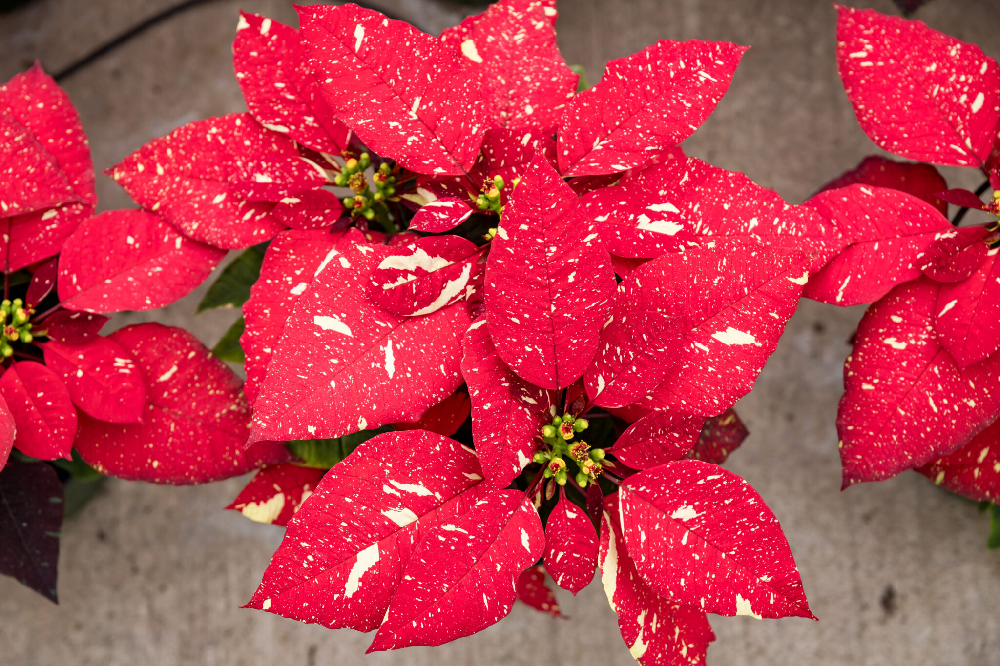 Behind the scenes of Clegg’s massive poinsettia operation—plus, where ...