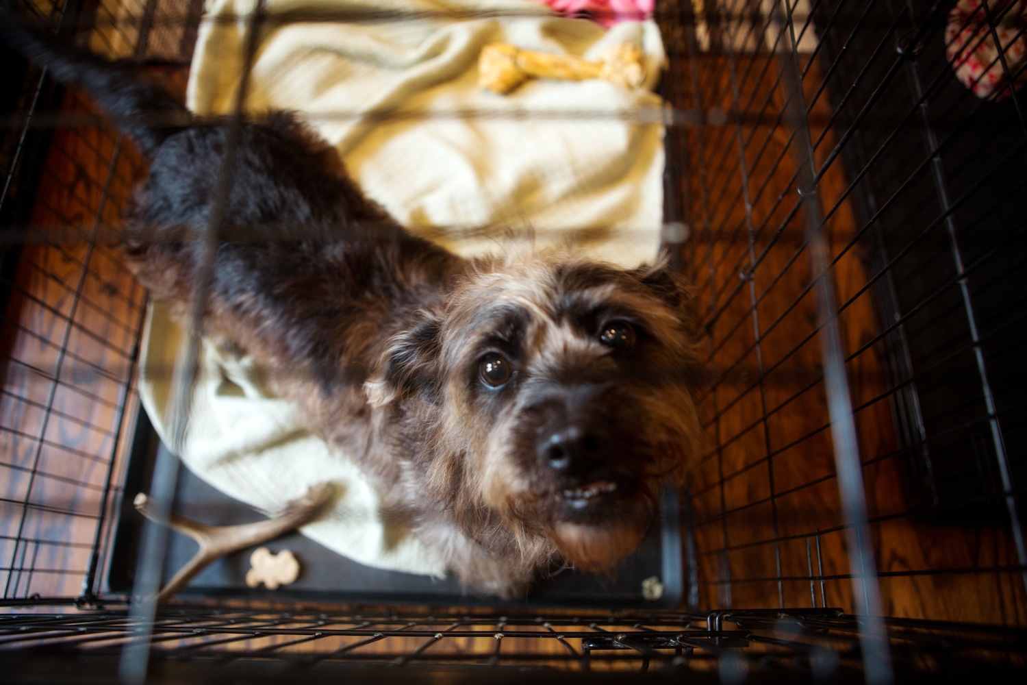 Helping homeless hounds rebound - inRegister