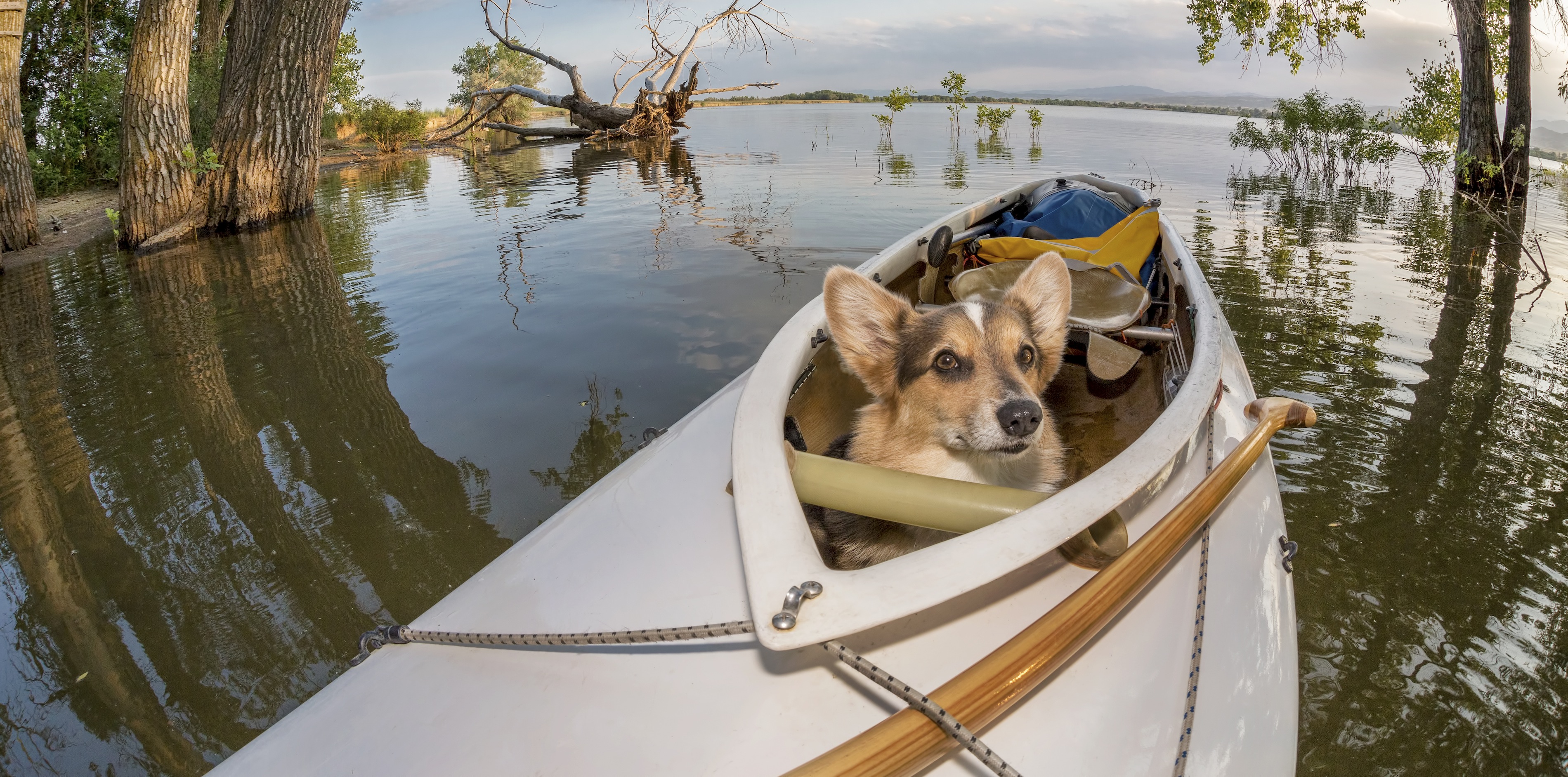 Paddle with your pet at University Lake; Last chance for early bird ...