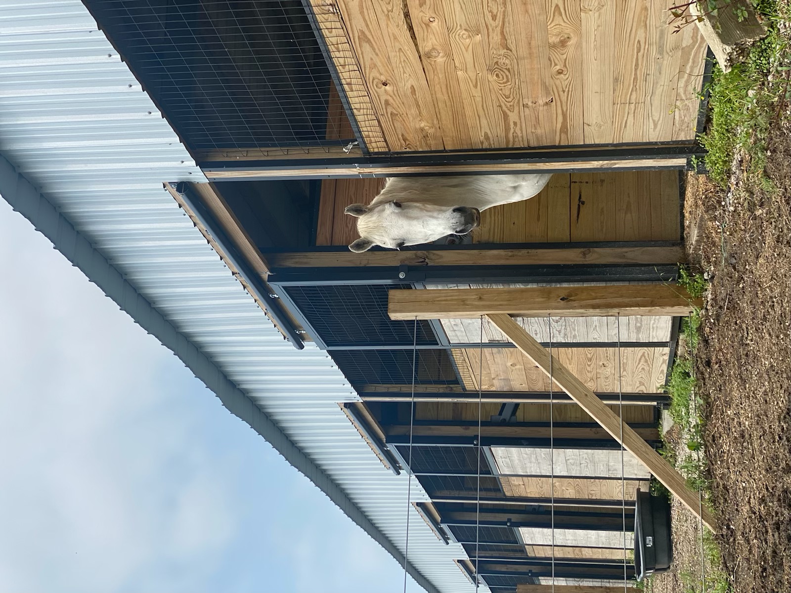 Horses and other large animals have begun to roam the fields at CAA ...