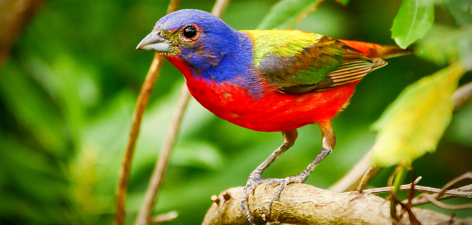 Birds to keep an eye (or ear) out for in Louisiana this summer and beyond